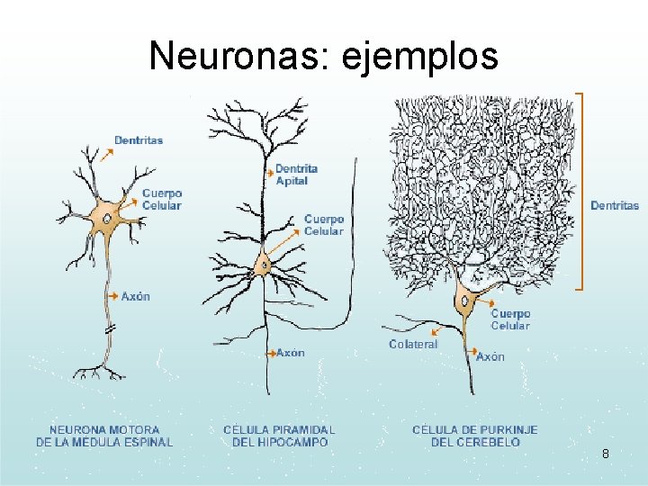Tejido Nervioso y clulas nerviosas Recordemos Niveles de