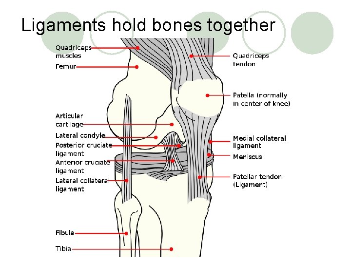 Chapter 2 Bones Muscles and Skin Section 1
