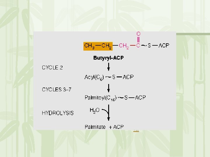 Biosintesis Lipida Lipogenesis Lipogenesis Sintesis Asam Lemak Lipogenesis
