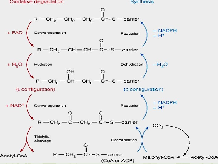 Biosintesis Lipida Lipogenesis Lipogenesis Sintesis Asam Lemak Lipogenesis