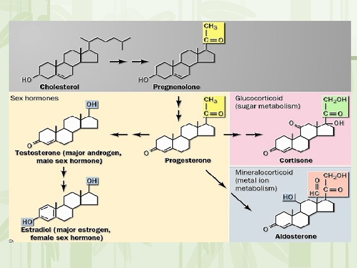 Biosintesis Lipida Lipogenesis Lipogenesis Sintesis Asam Lemak Lipogenesis