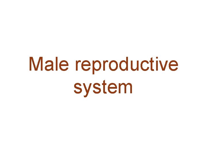 Male reproductive system Physiological anatomy Main structure are