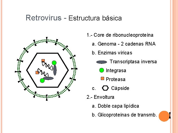 RETROVIRUS M Paz Microbiologa II2011 RETROVIRIDAE Familia de