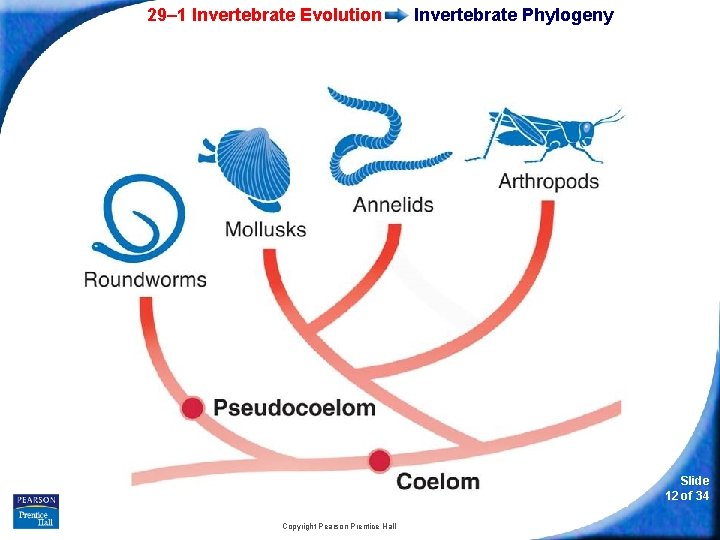 Biology Slide 1 of 34 Copyright Pearson Prentice