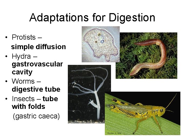 Human Anatomy For Regents Biology Digestive System Nutrition