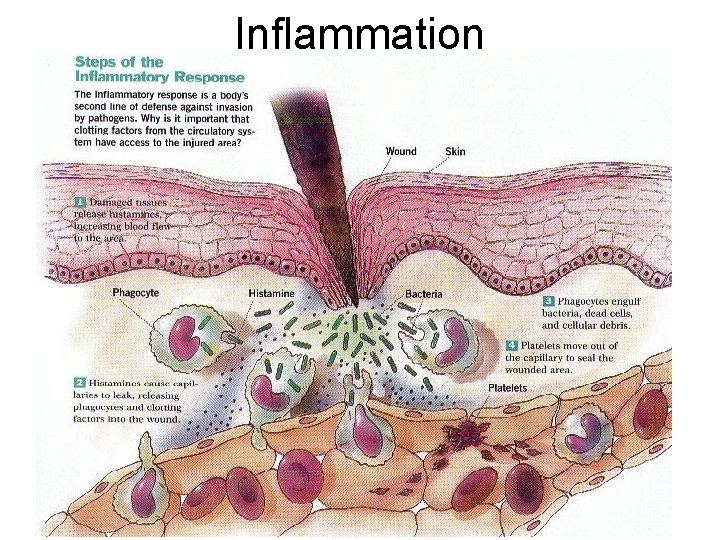Human Anatomy For Regents Biology Digestive System Nutrition