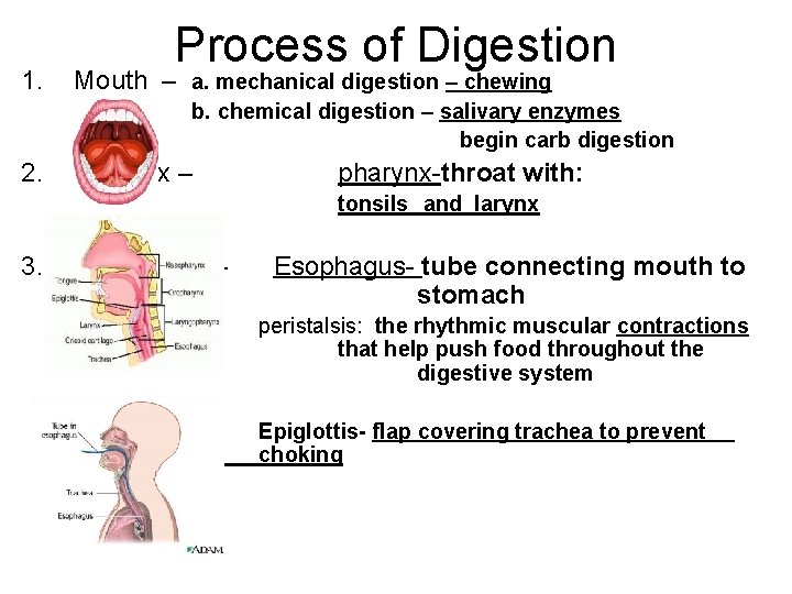 Human Anatomy For Regents Biology Digestive System Nutrition