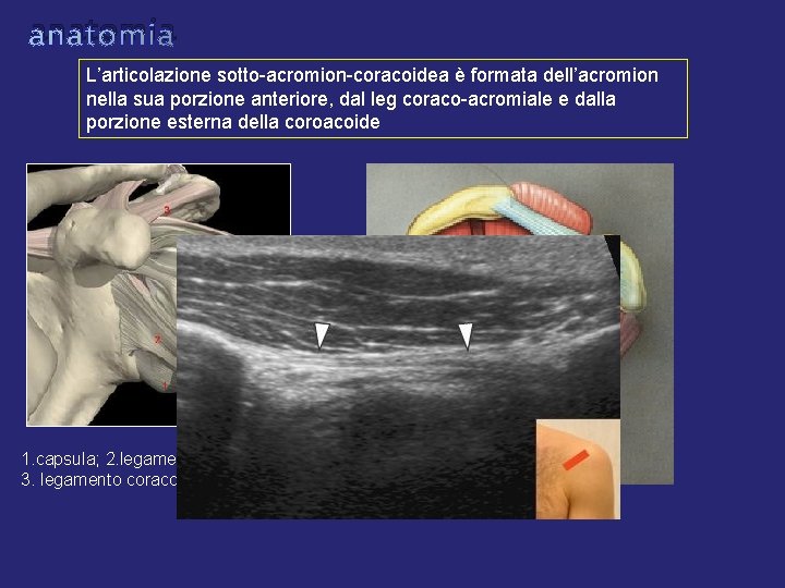 S C di RADIOLOGIA CENTO ECOGRAFIA DI SPALLA