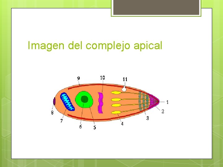 Esporozoarios Caracteristcas 1 2 3 4 5 6