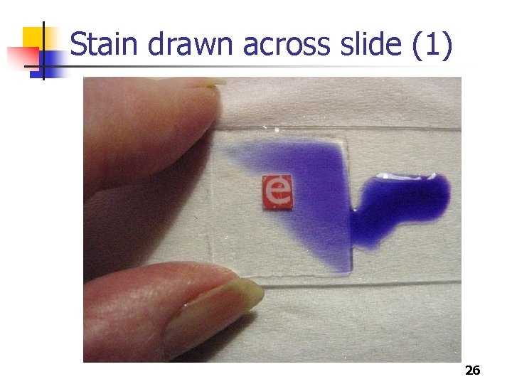 Making and staining a wet mount Refer to