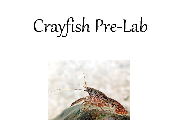 Crayfish PreLab External Structures Carapace Appearance Hard outer