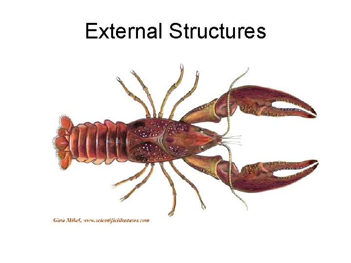 Crayfish PreLab External Structures Carapace Appearance Hard outer