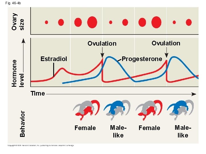 Chapter 46 Animal Reproduction Power Point Lecture Presentations