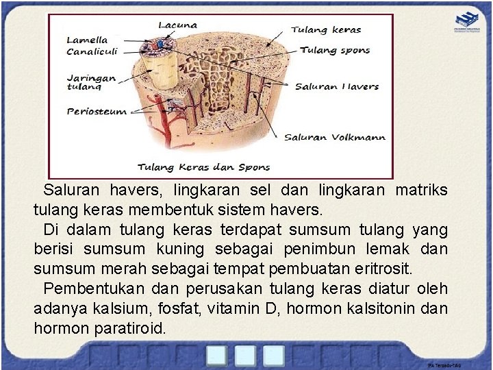 BAB 4 STRUKTUR RANGKA DAN OTOT MANUSIA SERTA