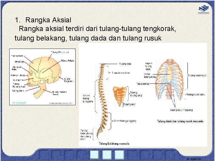 BAB 4 STRUKTUR RANGKA DAN OTOT MANUSIA SERTA
