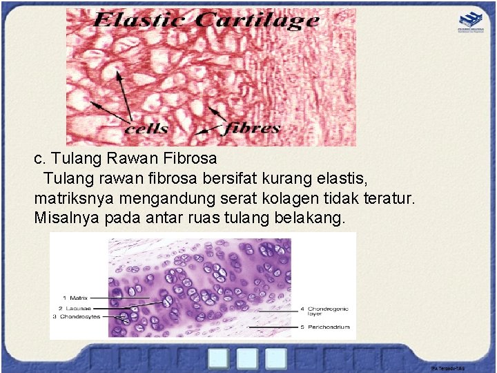 BAB 4 STRUKTUR RANGKA DAN OTOT MANUSIA SERTA