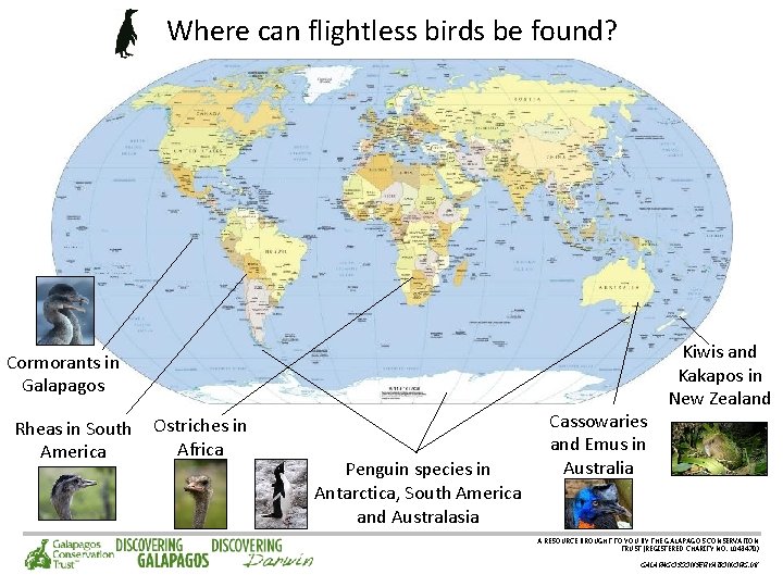 The evolution of flightless birds A RESOURCE BROUGHT