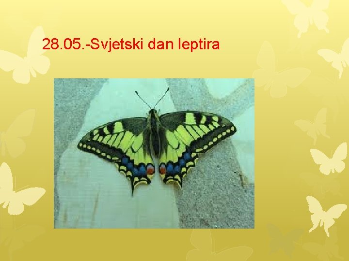 28 05 Svjetski dan leptira Izgled Leptiri Lepidoptera