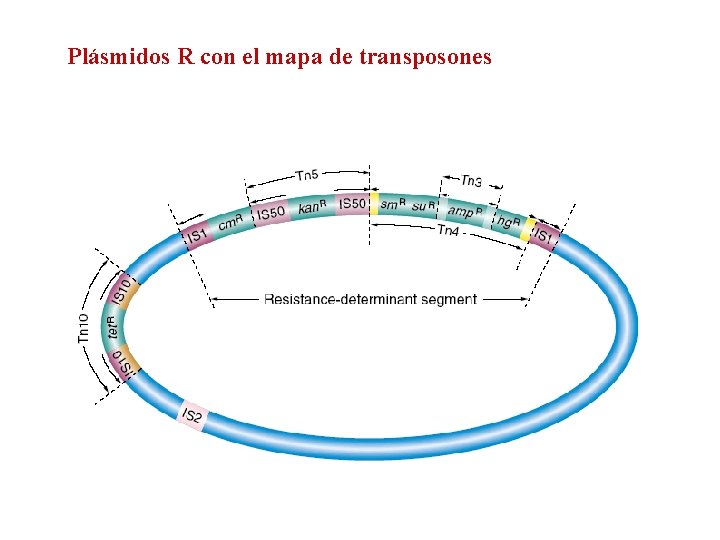 Gentica bacteriana E coli Seleccin de mutantes en