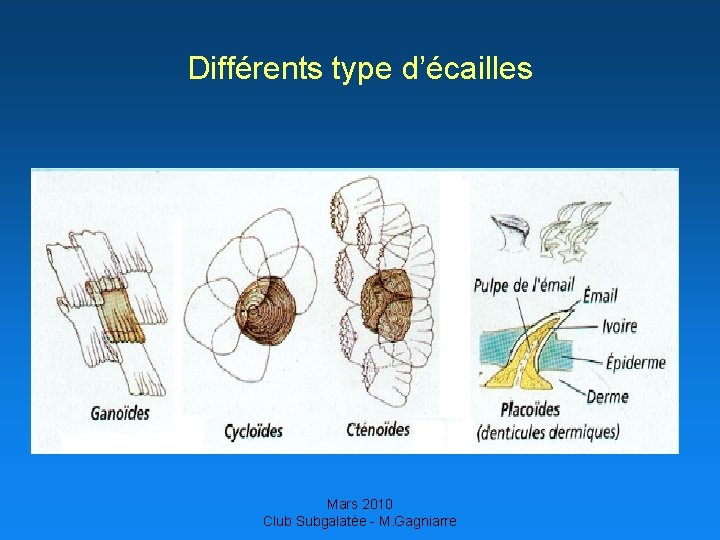 Les poissons Classification Description morphologie Reproduction ...
