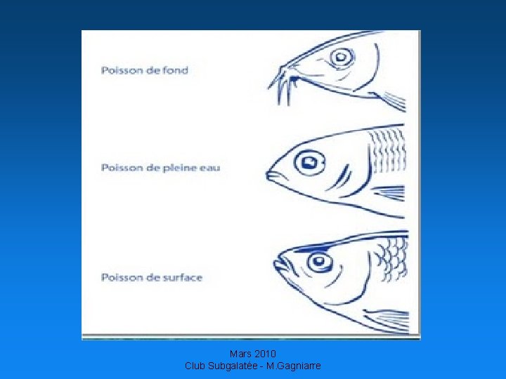 Les poissons Classification Description morphologie Reproduction ...