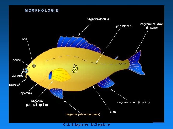 Les poissons Classification Description morphologie Reproduction ...