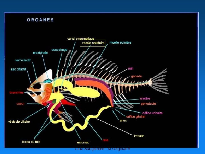 Les poissons Classification Description morphologie Reproduction ...