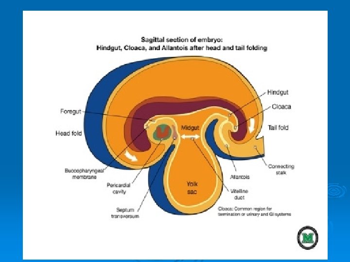 Folding of the Embryo Figures or photographs used