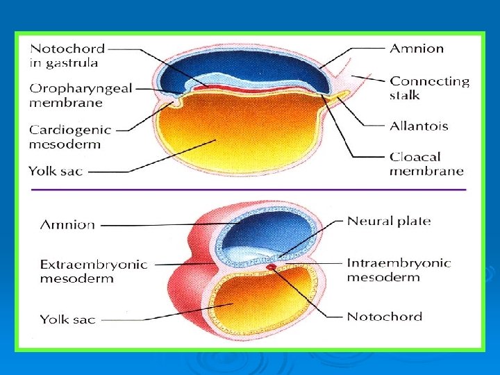 Folding of the Embryo Figures or photographs used