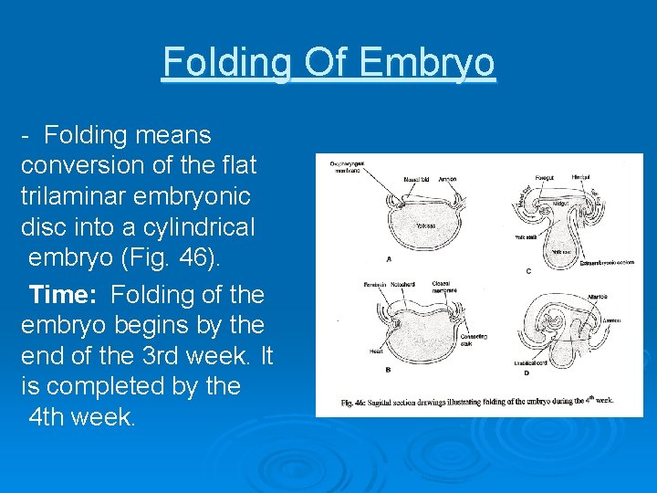 Folding of the Embryo Figures or photographs used
