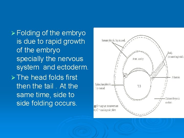 Folding of the Embryo Figures or photographs used