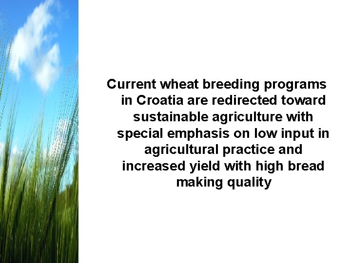WHEAT BREEDING ON LOW INPUT VARIETIES WITH HIGH