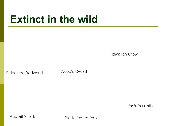 Biology 1229 Extinction Extinction p the cessation of