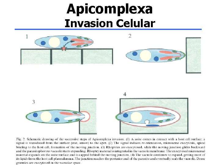 Alveolata Ciliados Dinoflagelados Sporozoarios Apicomplexa Apicomplexa ...