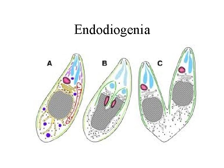 Alveolata Ciliados Dinoflagelados Sporozoarios Apicomplexa Apicomplexa ...