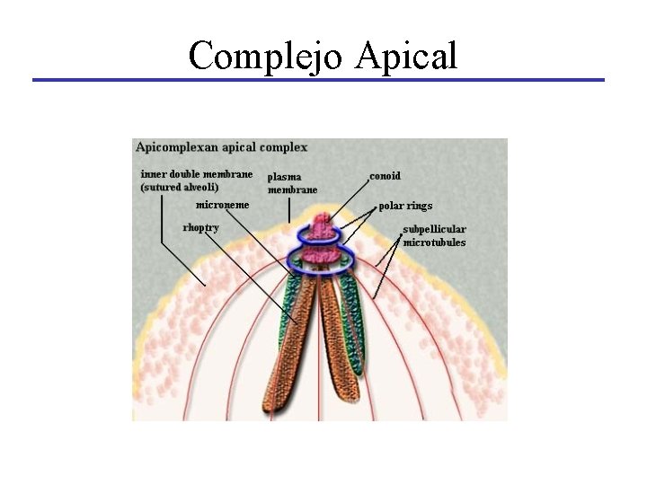 Alveolata Ciliados Dinoflagelados Sporozoarios Apicomplexa Apicomplexa ...