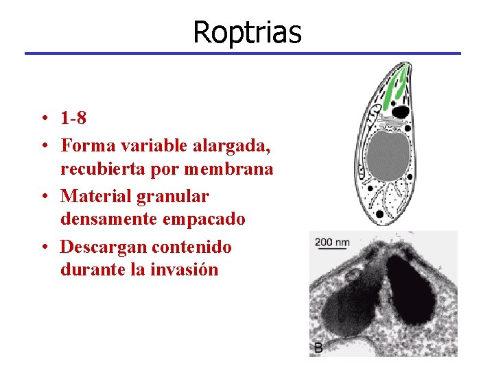Alveolata Ciliados Dinoflagelados Sporozoarios Apicomplexa Apicomplexa ...