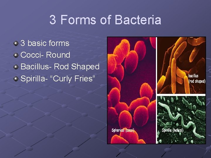 Microlife Bacteria You will understand comprehend the characteristics