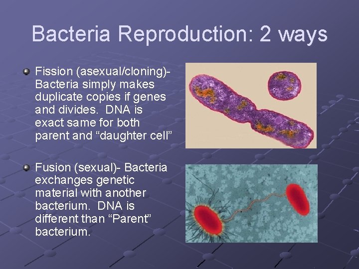 Microlife Bacteria You will understand comprehend the characteristics