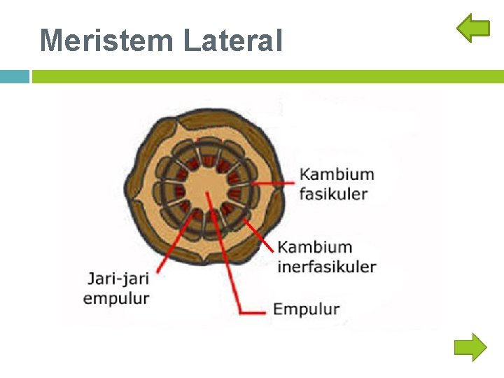 PLANT TISSUES Agustin Mahardika NIM 081434012 P Bio