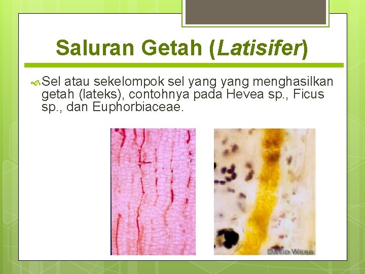 PLANT TISSUES Agustin Mahardika NIM 081434012 P Bio