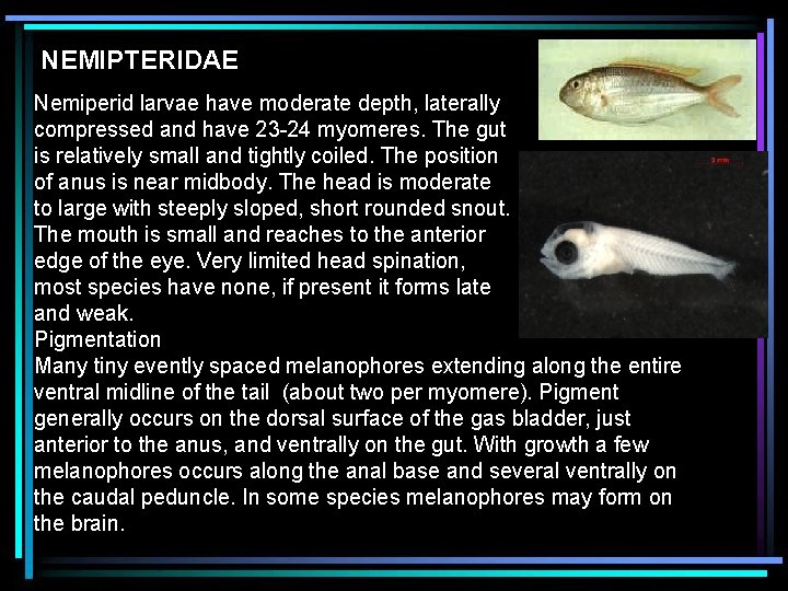 Presentation on outcomes of larval fish study Family
