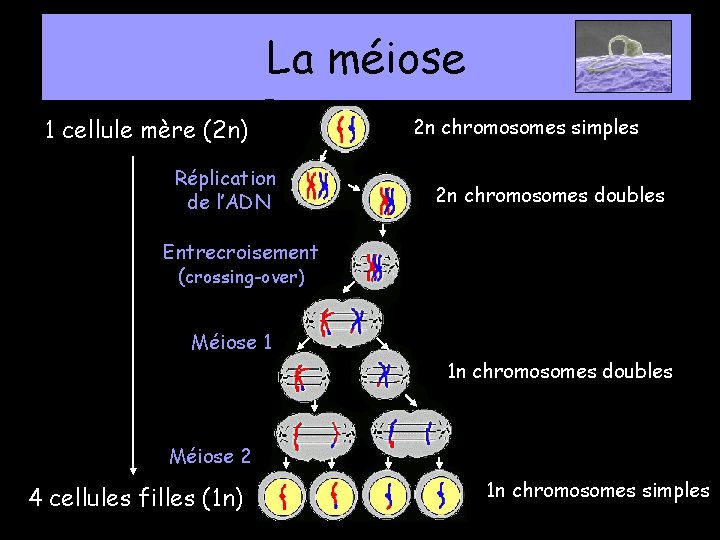 Mitose ou Miose La mitose Dfinition Phnomne gnral