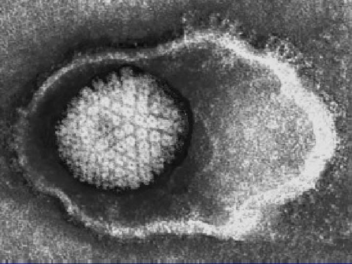 Nella Scienza bisogna ricercare le Idee Se non