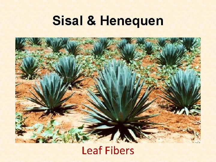 Sisal Henequen Leaf Fibers Sisal Agave sisilana Sisal