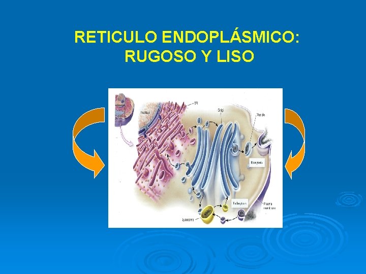 RETICULO ENDOPLSMICO RUGOSO Y LISO RETICULO ENDOPLASMICO Es