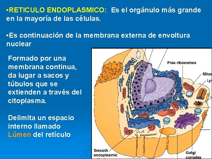 RETICULO ENDOPLSMICO RUGOSO Y LISO RETICULO ENDOPLASMICO Es