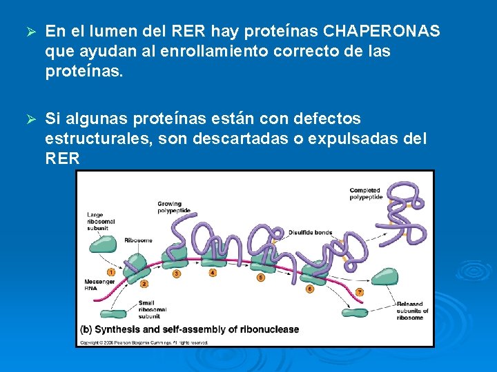 RETICULO ENDOPLSMICO RUGOSO Y LISO RETICULO ENDOPLASMICO Es