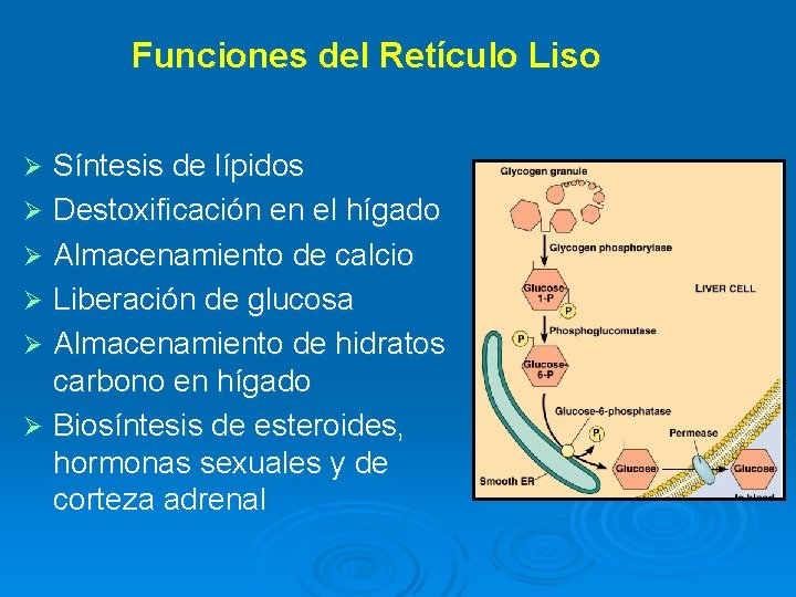 RETICULO ENDOPLSMICO RUGOSO Y LISO RETICULO ENDOPLASMICO Es
