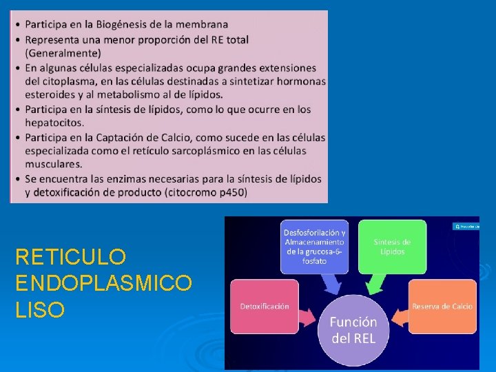 RETICULO ENDOPLSMICO RUGOSO Y LISO RETICULO ENDOPLASMICO Es